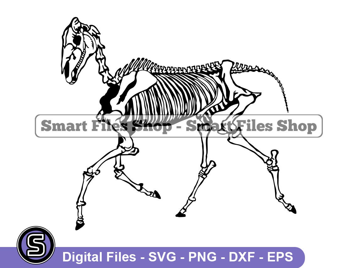 Horse Skeleton SVG Horse Svg Farm Animals Svg Horse Dxf - Etsy