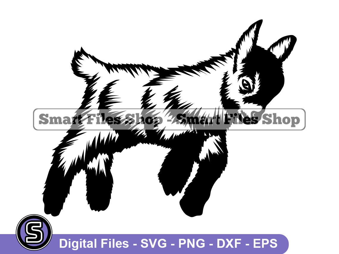 Baby Pygmy Goats Jumping