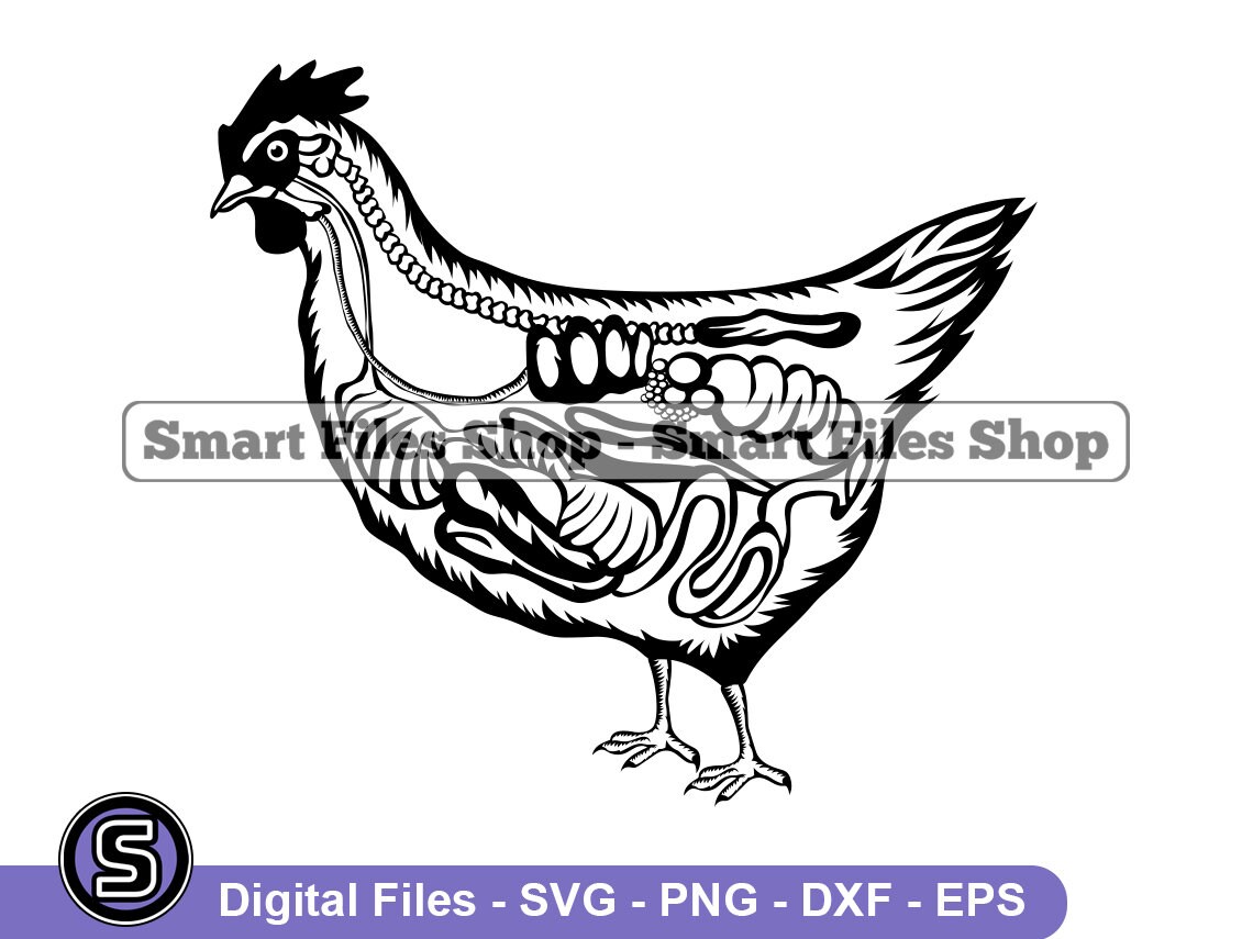 Chicken Anatomy SVG Chicken Svg Farm Animals Svg Chicken | Etsy