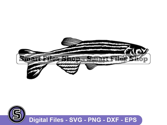 Zebra Danio Fish Svg Aquarium Fish Svg Fish Svg Pet Fish - Etsy Canada