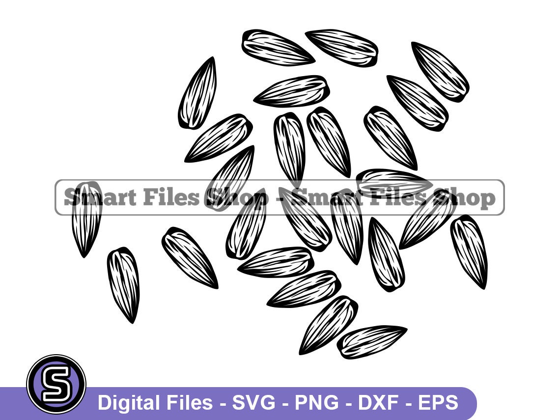 Sunflower Seed Drawing