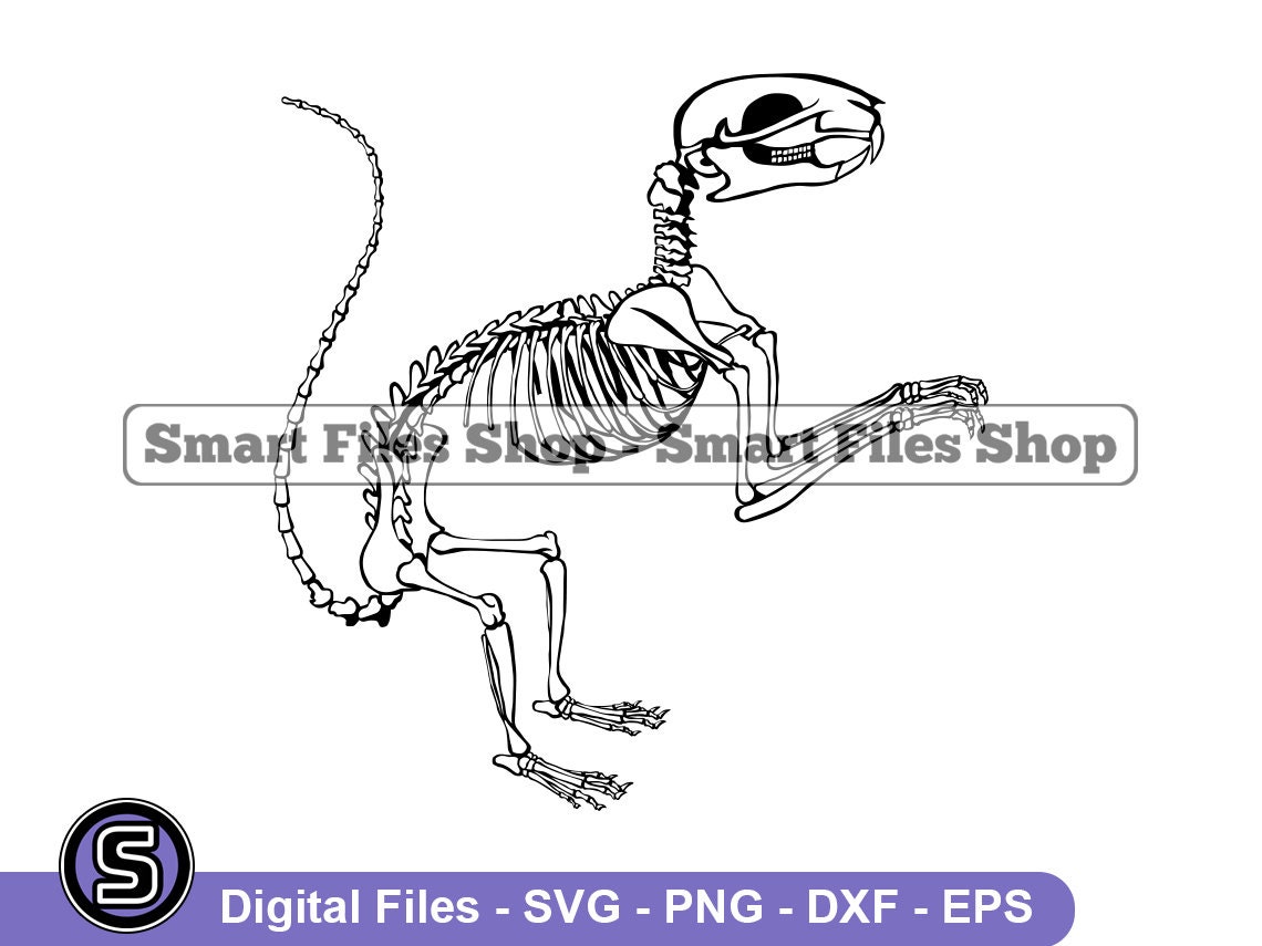 Squirrel Skeleton Diagram