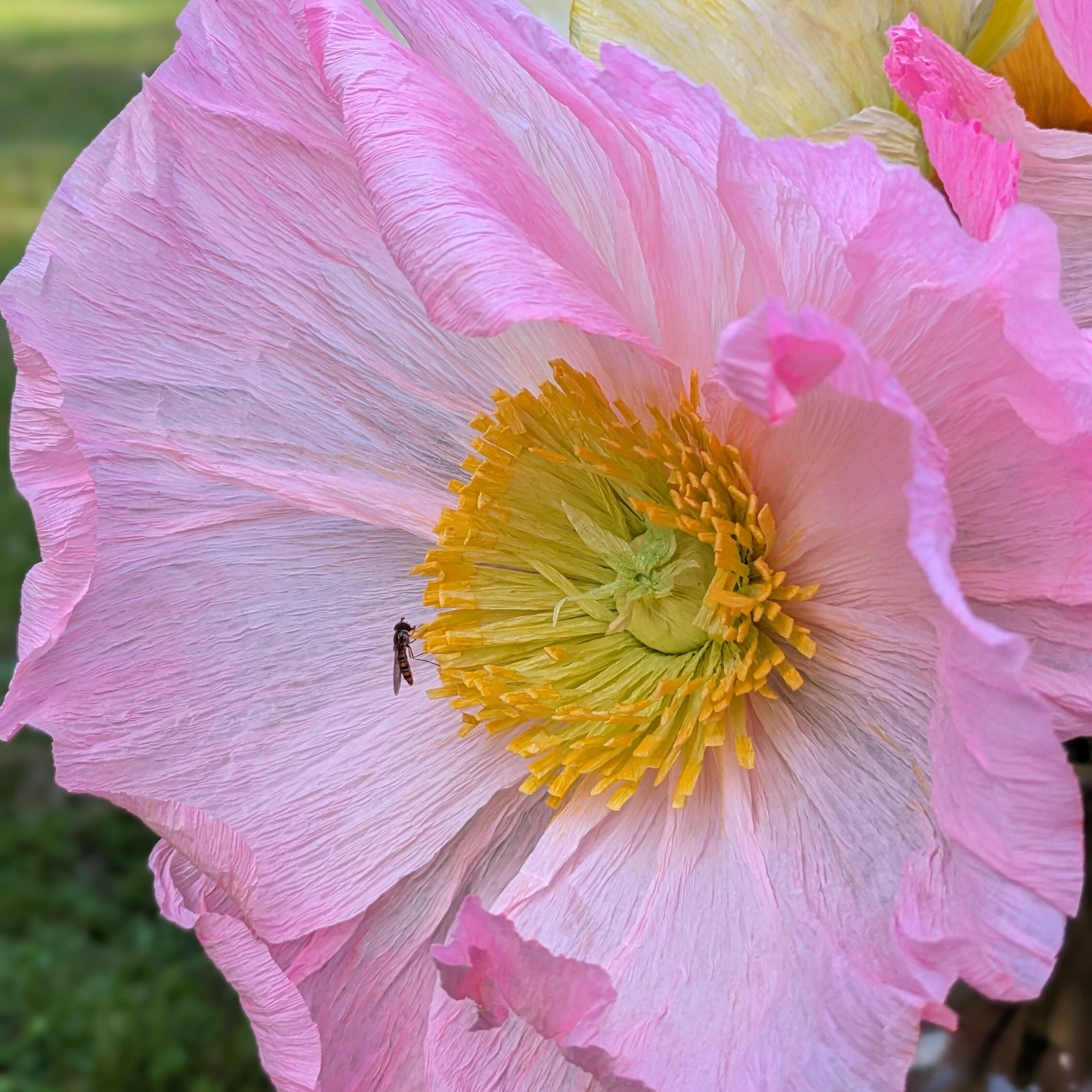 3 Crepe Paper Poppies | Poppy Faux Flowers, Orange, Wedding Floral ...