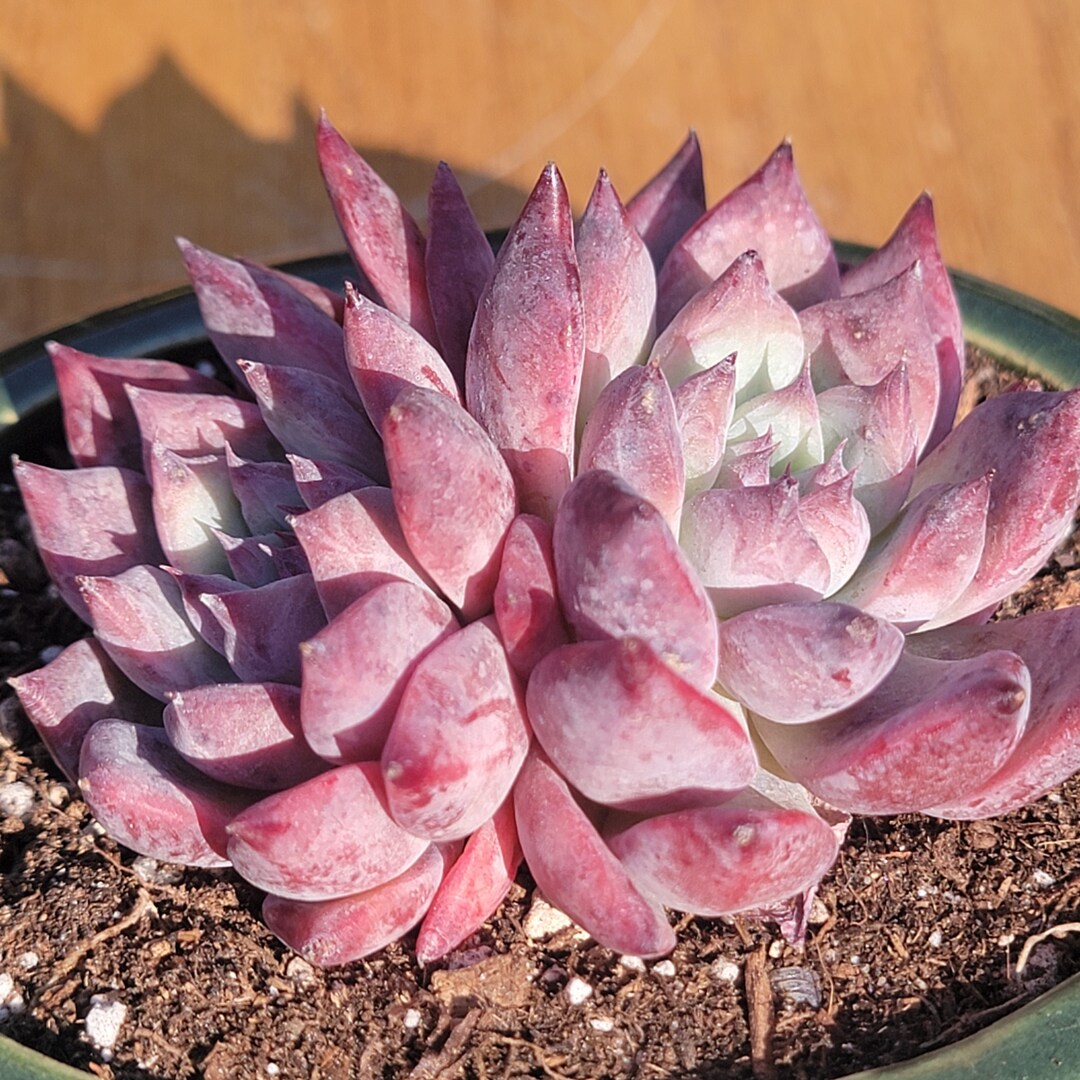 Echeveria 'black Latam' - Etsy