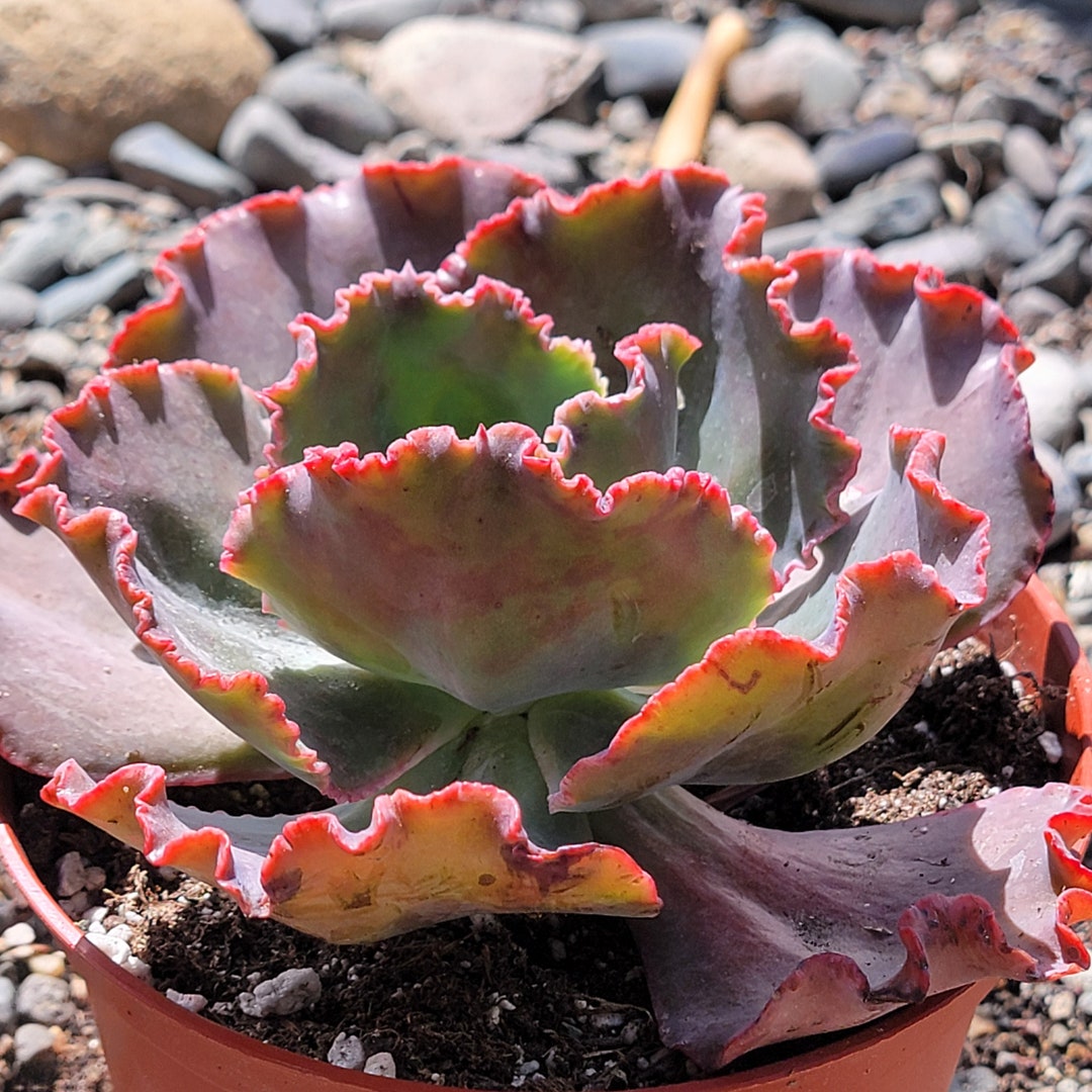 Echeveria 'giant Ruffles' - Etsy