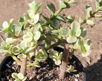 Small Trailing Variegated Elephant Bush 4 Inch Portulacaria Afra ...
