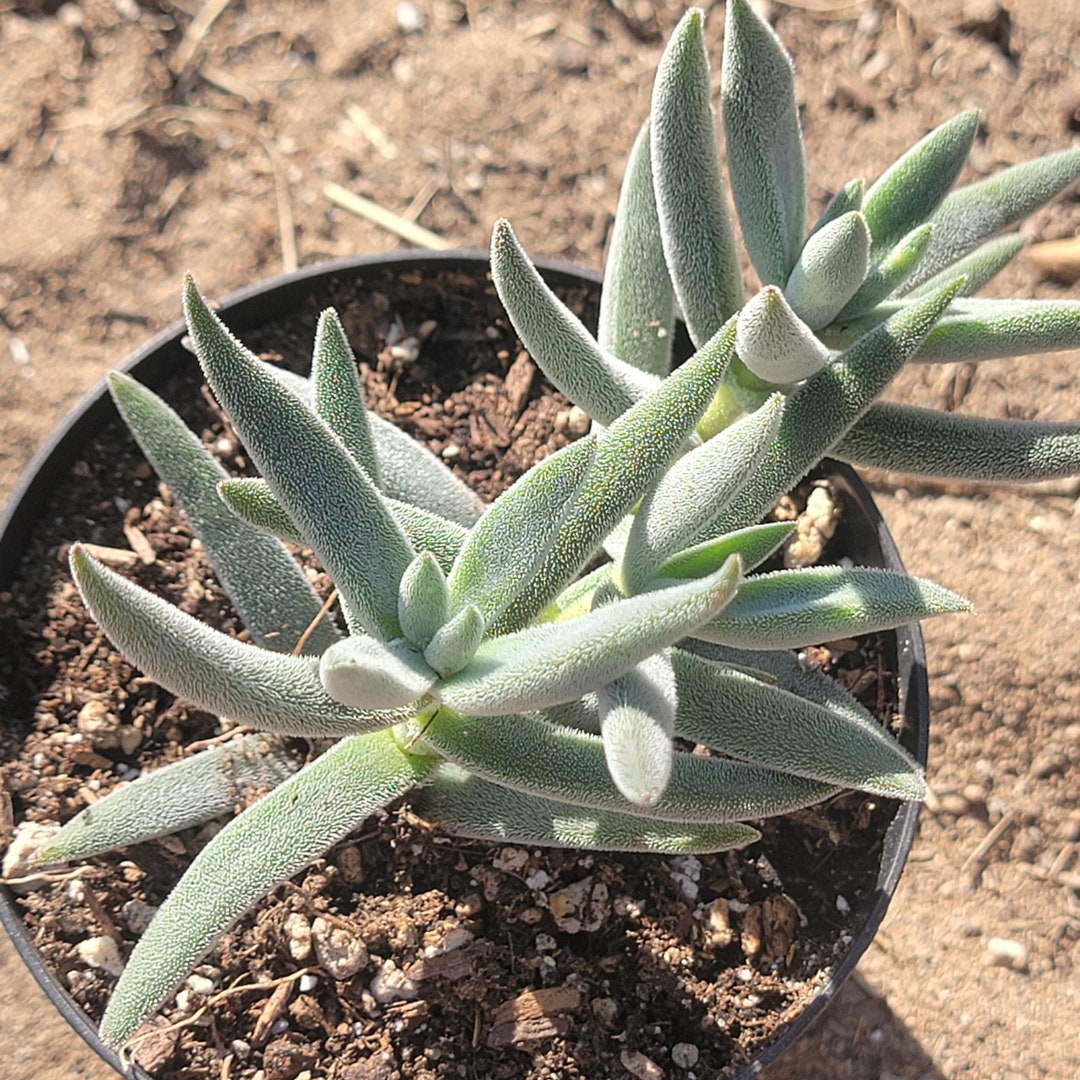 Crassula Mesembryanthemoides 'tenelli' - Etsy Canada