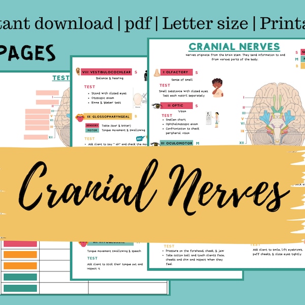 Cranial Nerves Study Guide - Etsy