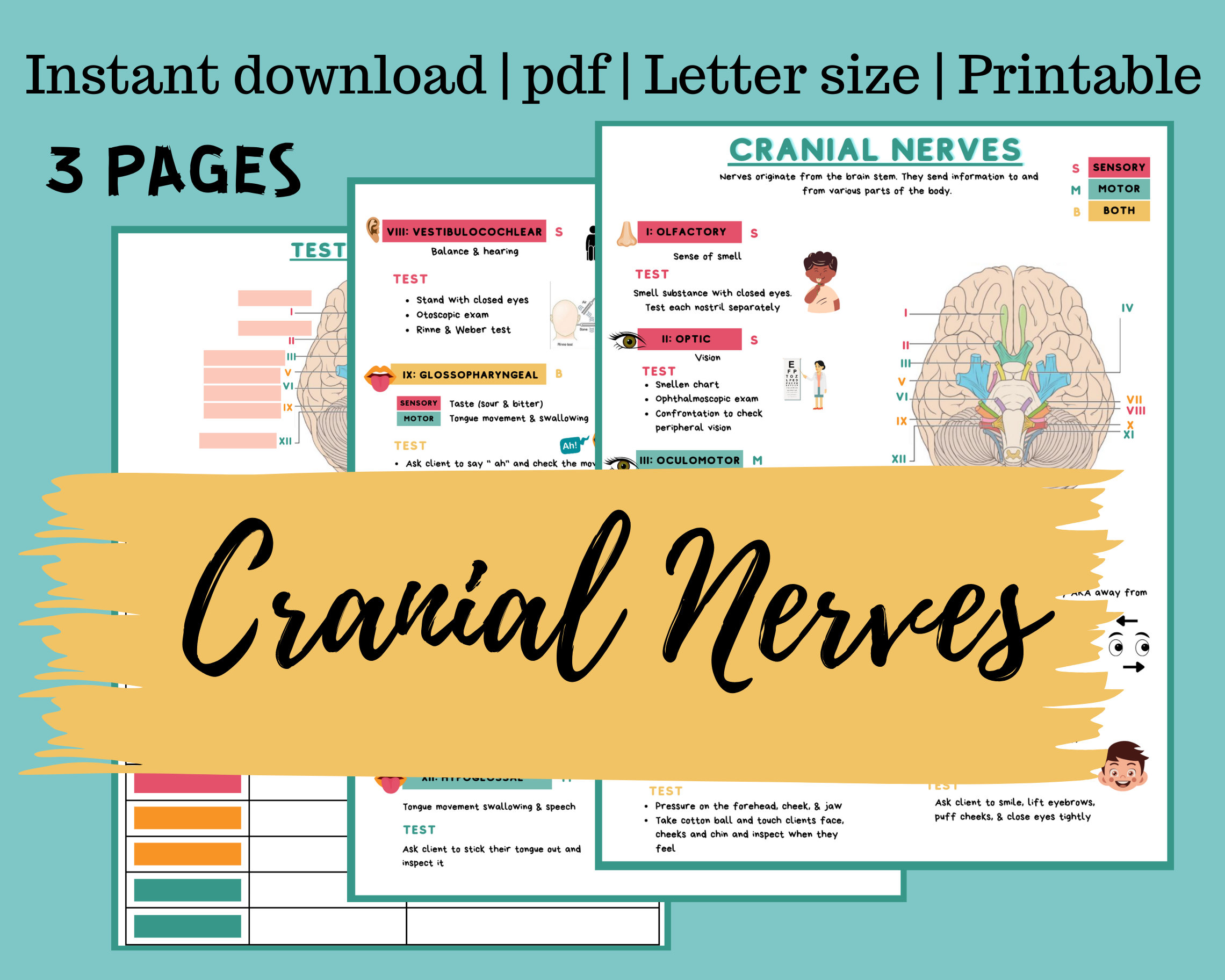 Cranial Nerves, Nursing Student, Nursing Bundle Nclex Study Plan, Nclex ...