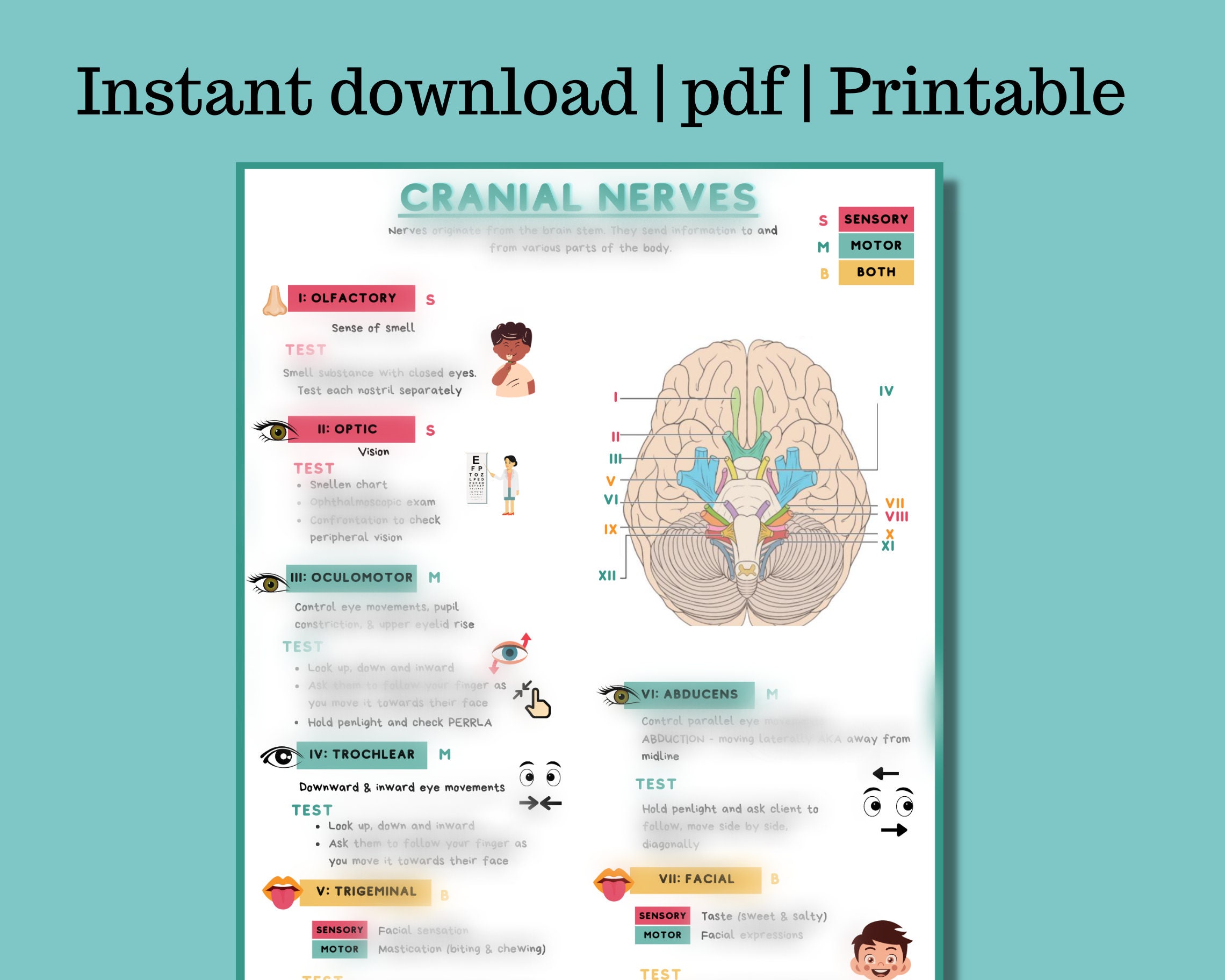 Cranial Nerves, Nursing Student, Nursing Bundle Nclex Study Plan, Nclex ...