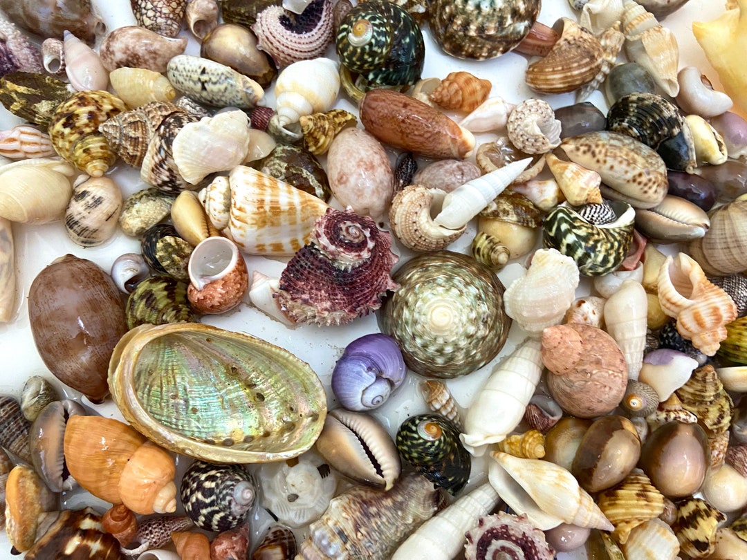See Shells From Far North Queensland Australia - Etsy