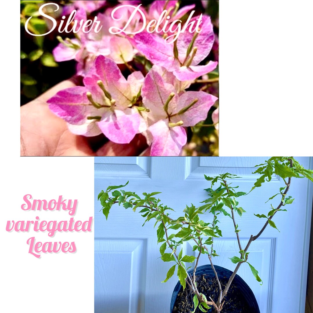 Silver Delight Bougainvillea Plant. - Etsy