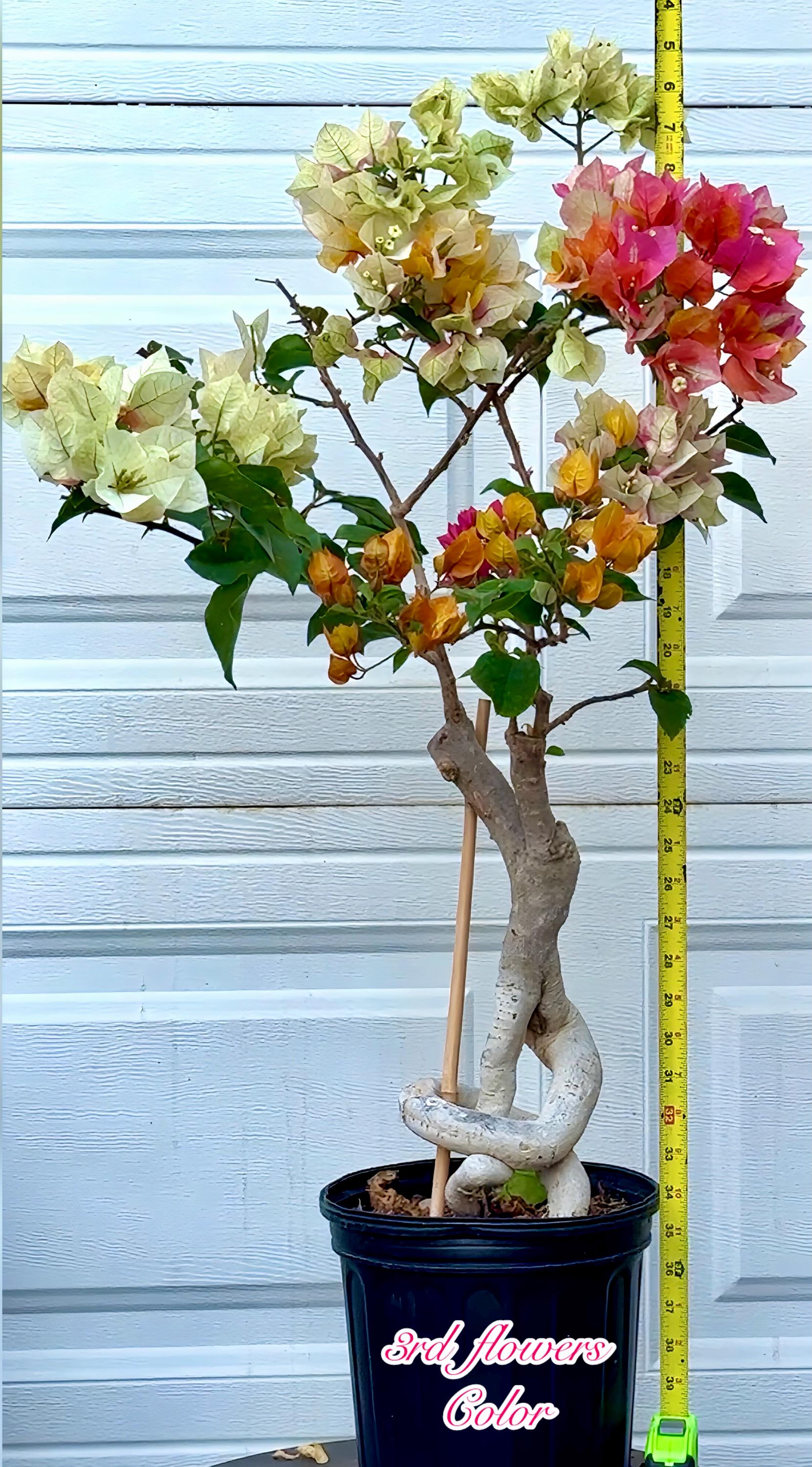 Exotic MAGIC Colors Citra Gold Bougainvillea Bonsai Plant. She's ...