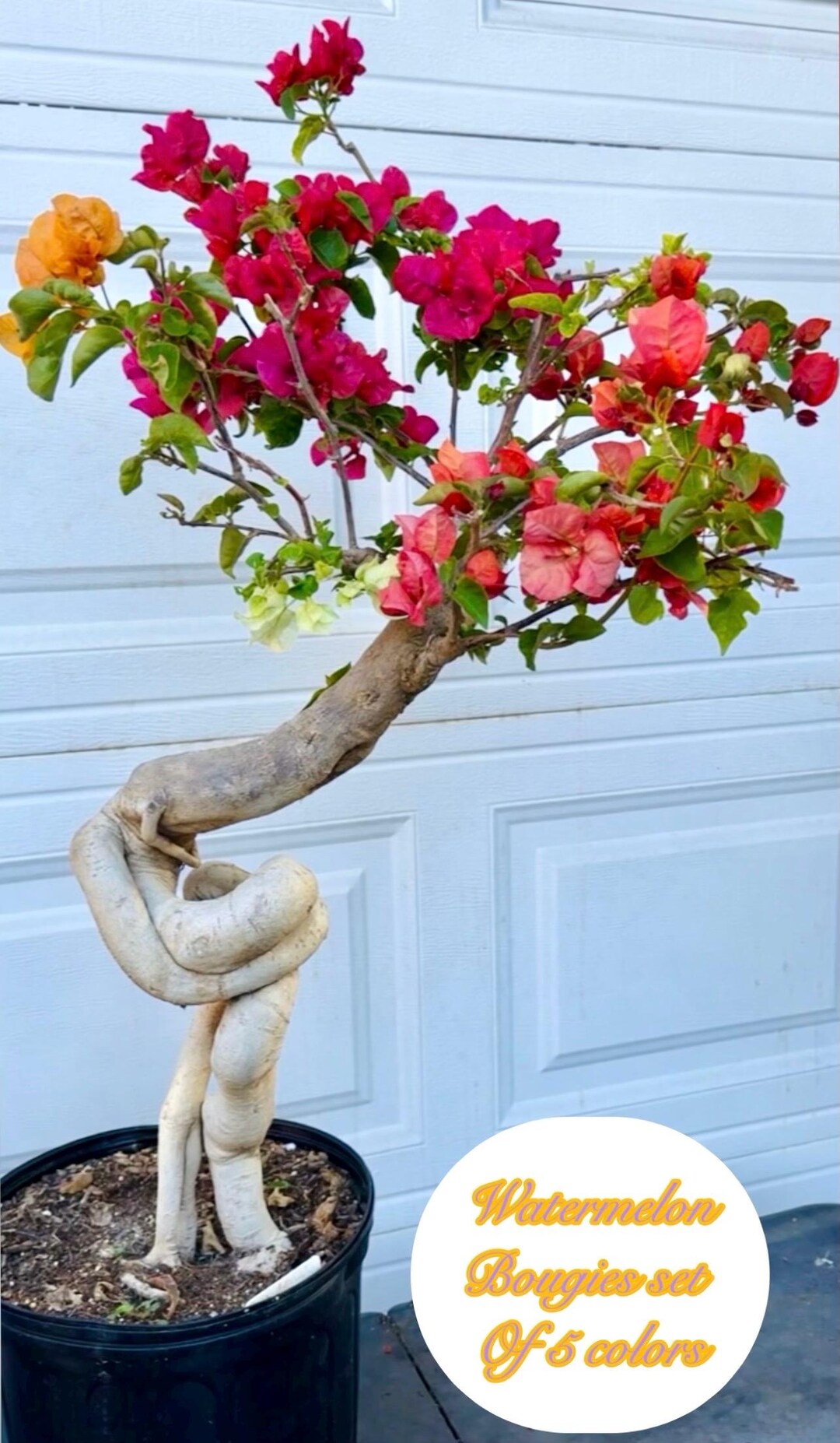 Watermelon Varieties Set of 5 Bougainvillea Bonsai. - Etsy