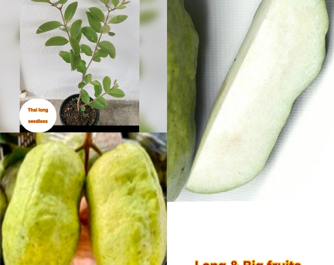 Rare Guava . Thailand Long , Seedless . Oi Thailand Vuong Loai Trai Dai ...