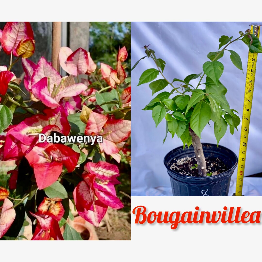 Philippine Dabawenya Bougainvillea Plant . Grafted in Big Trunk Tree ...
