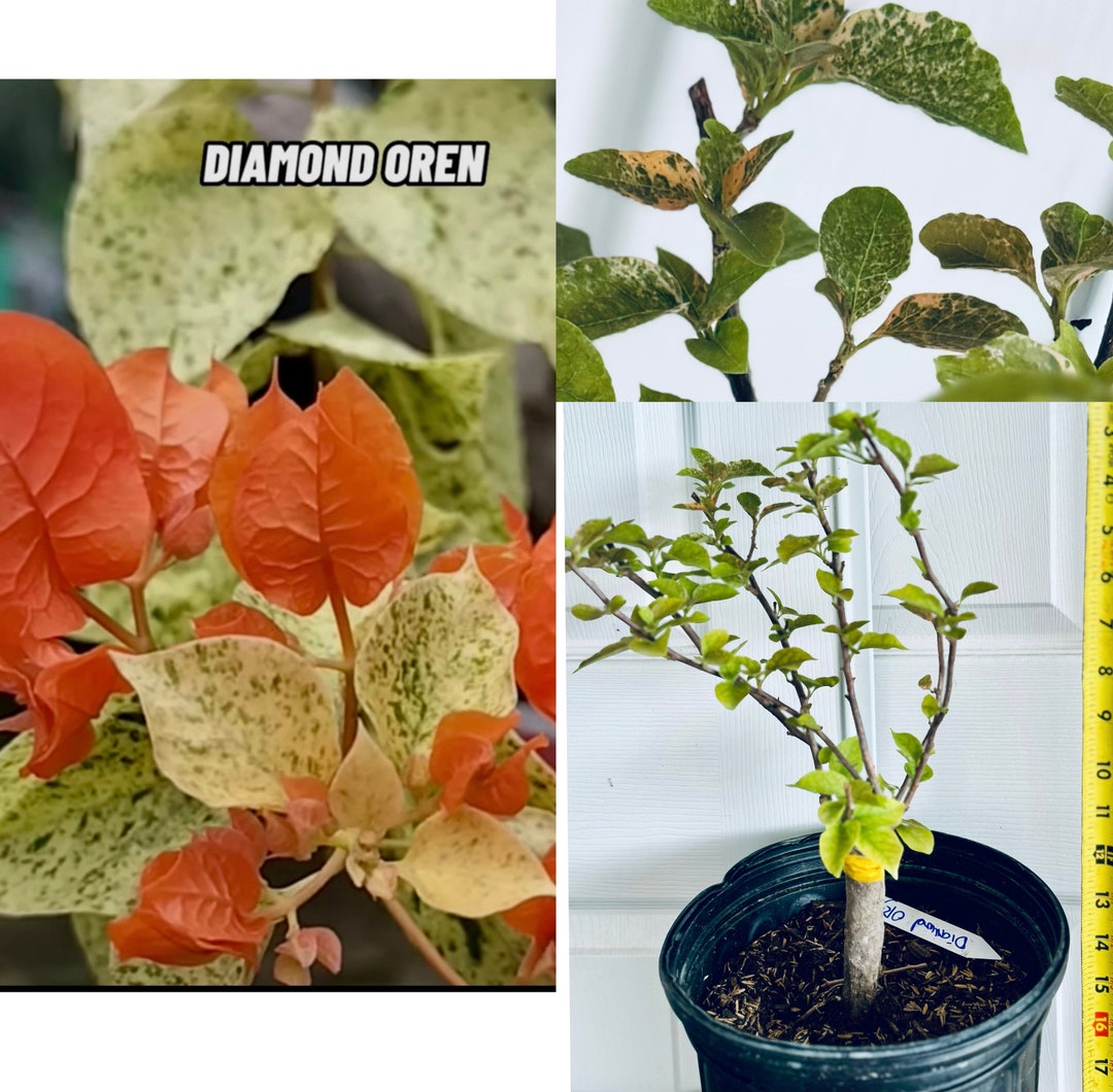 Diamond Oren Bougainvillea Plant - Etsy