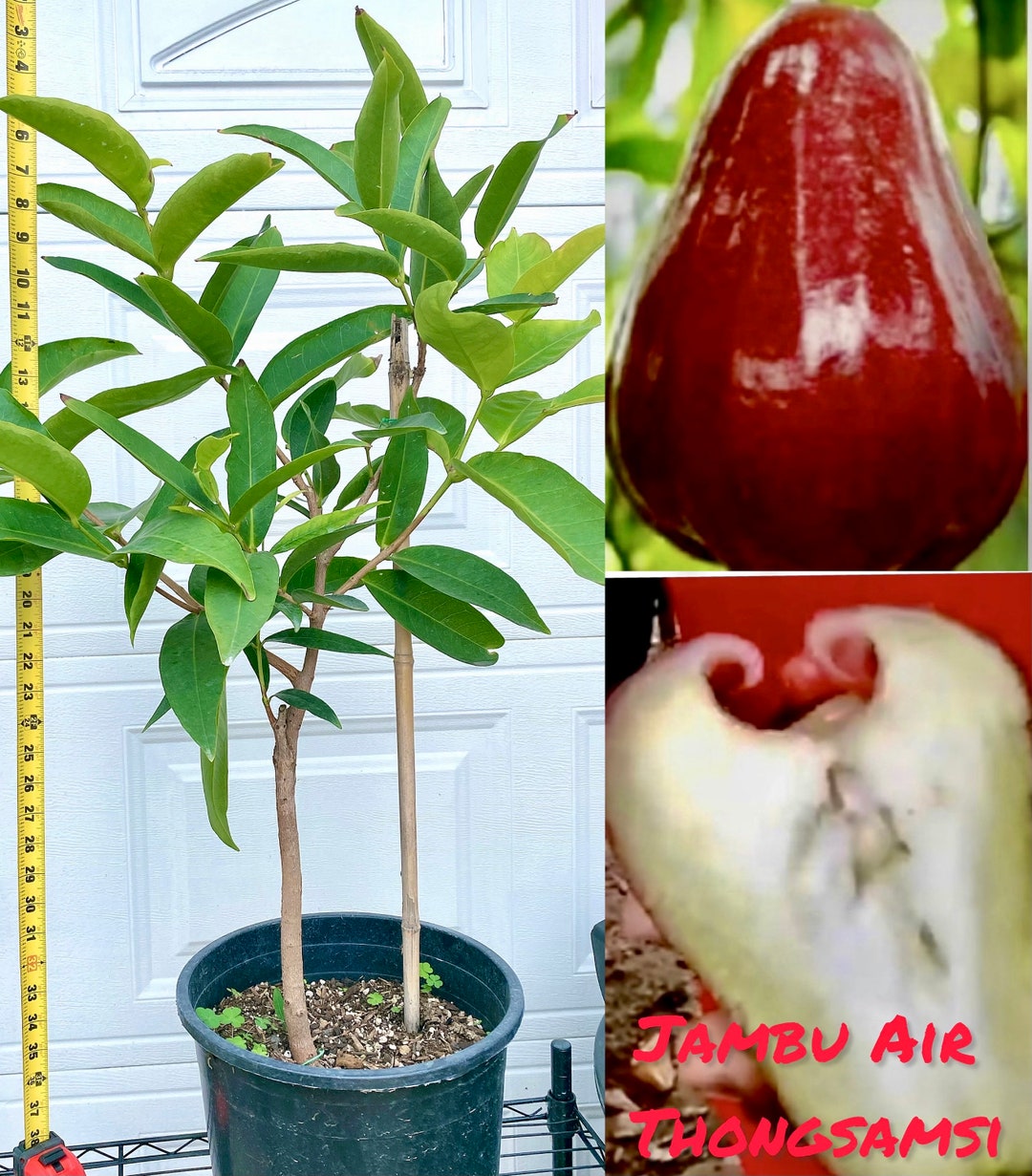 Jambu Air Thongsamsi. King Size in Fruits. Grafted. New Variety Wax ...