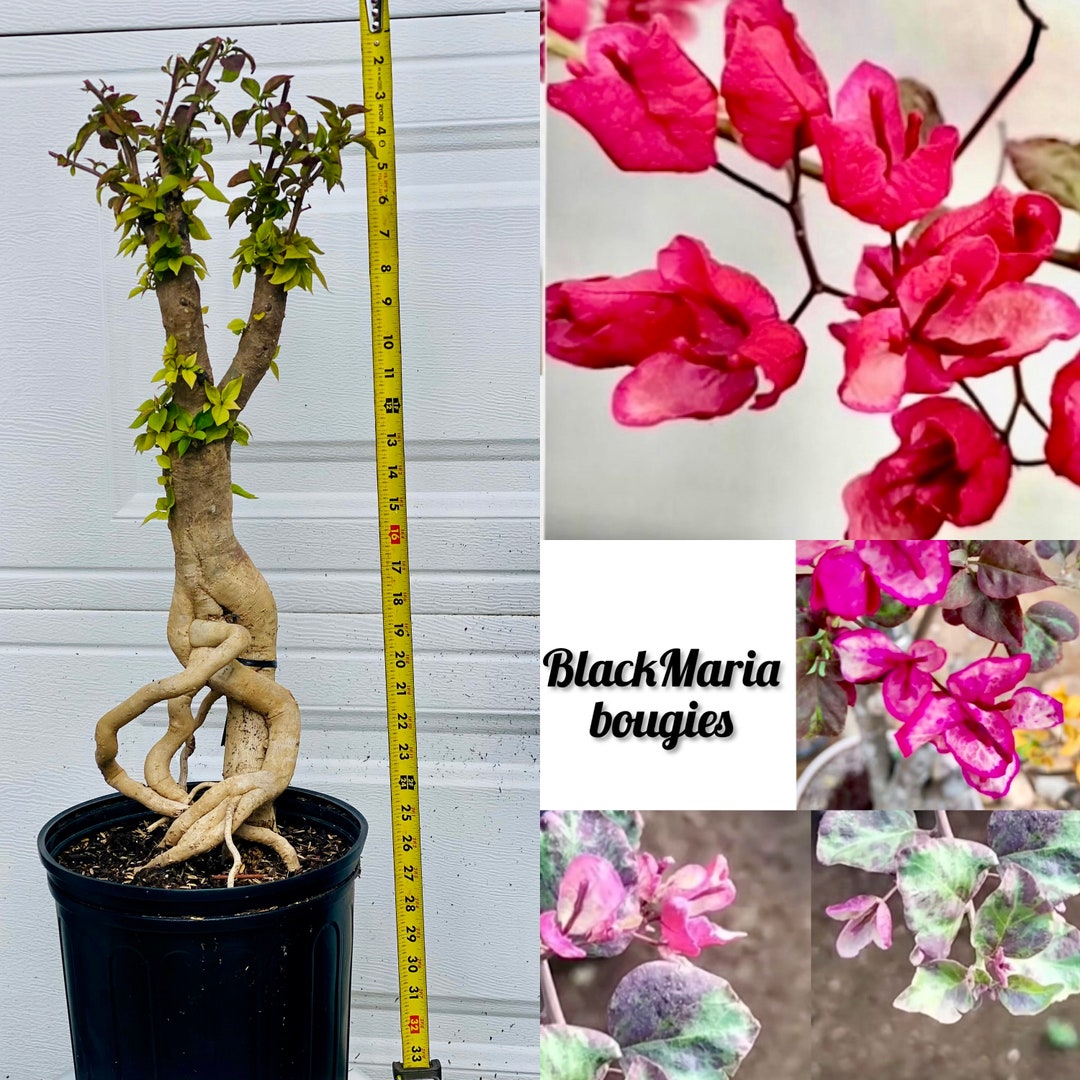 Black Maria Bougainvillea Bonsai Plant - Etsy