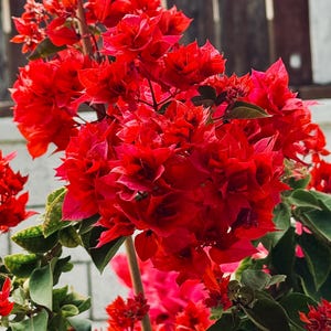Mahara Deep Red Bougainvillea Bonsai .her Flowers Form in Clusters. - Etsy