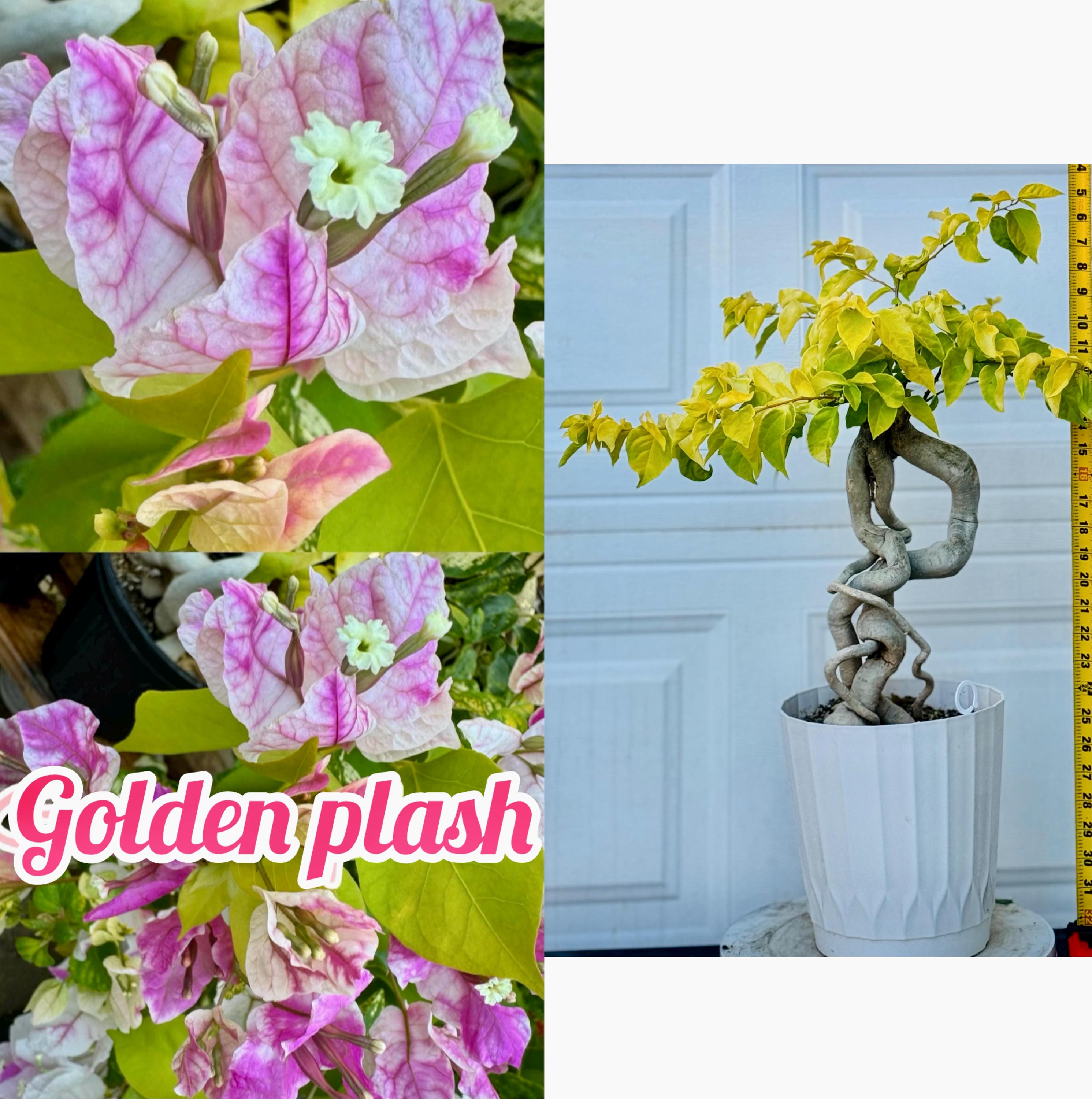 Sakura Moonlight With Beautiful Exotic Transformers Colors. - Etsy