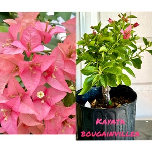 Kayata Bougainvillea Plant. Shes Flowering - Etsy