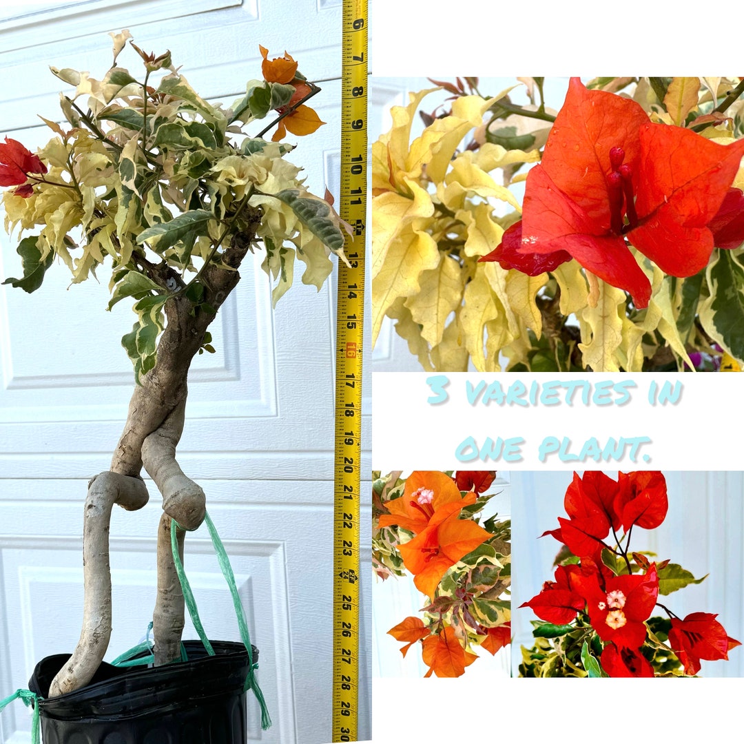 3 Varieties Bougainvillea. Red Fire Var White Leaves. Orange Flame and ...
