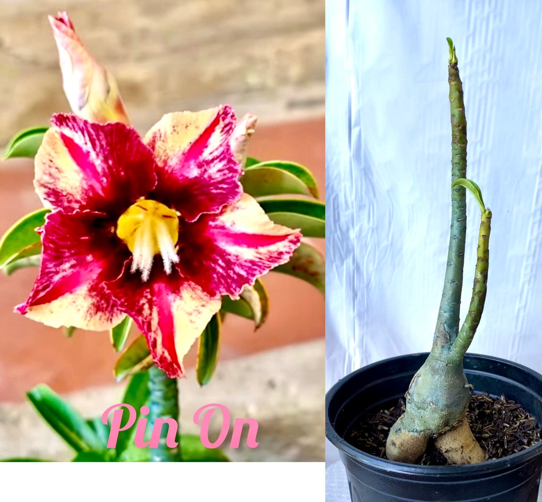 Rare Adenium /desert Rose From Seed - Etsy