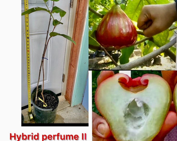 Wax Apple-hybrid PERFUME II - Etsy