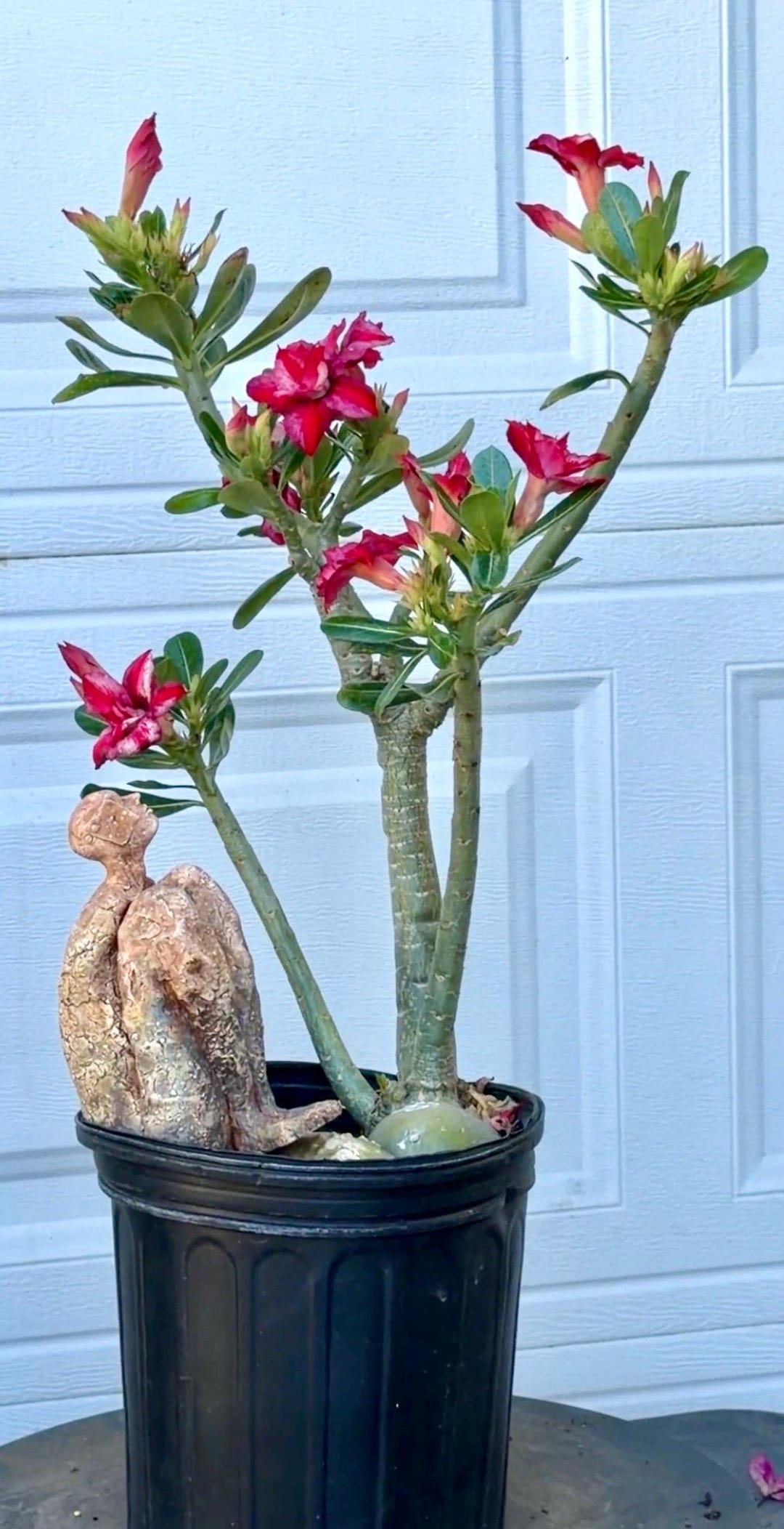 Rare Adenium /desert Rose From Seeds - Etsy