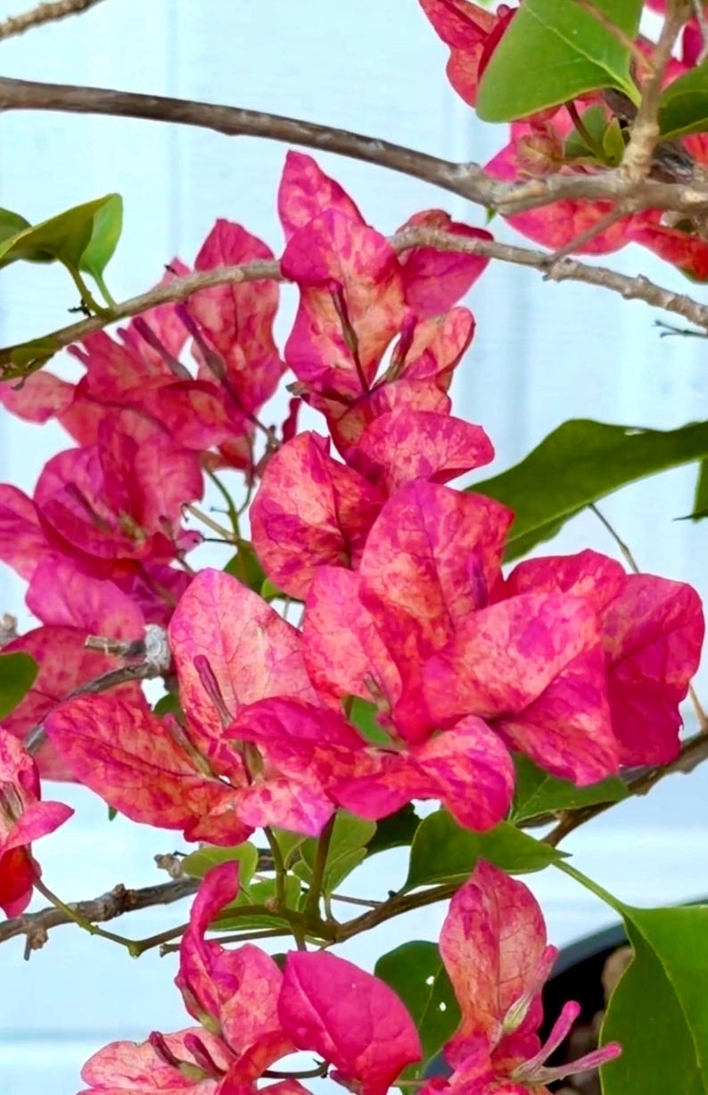 Monolisa Red Bougainvillea Plant: Kristina Exotic Colors - Etsy