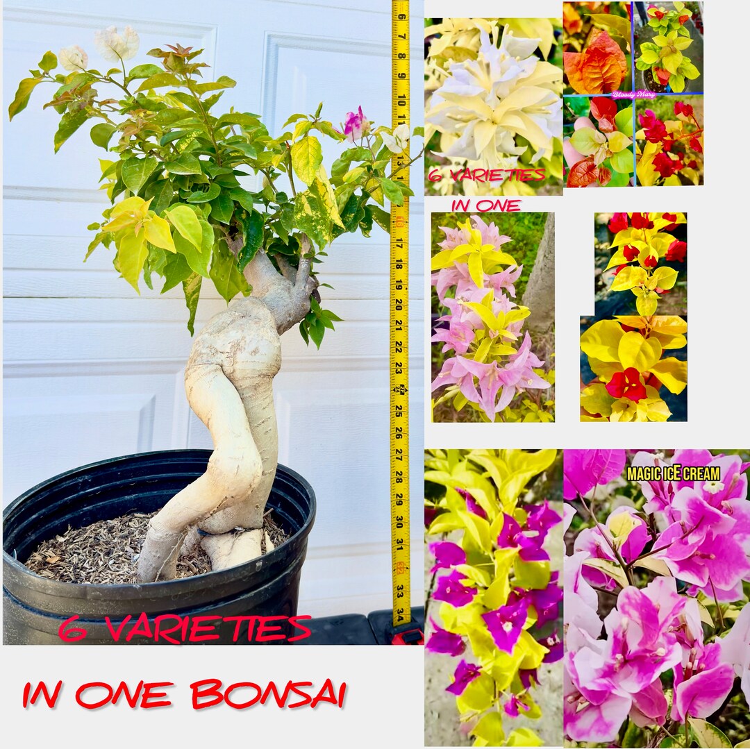 New 6 Citra Varieties Bougainvillea Colors Grafted in Cute Animal ...