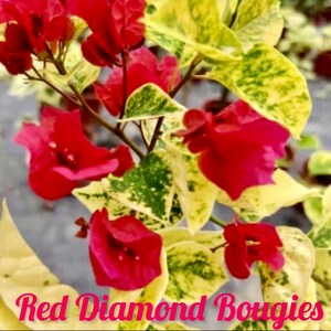 Red Diamond Bougainvillea Plant. Flowering! - Etsy