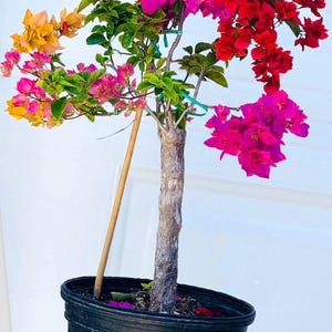 Mahara 3 Colors Set Varieties Bougainvillea Plant. - Etsy