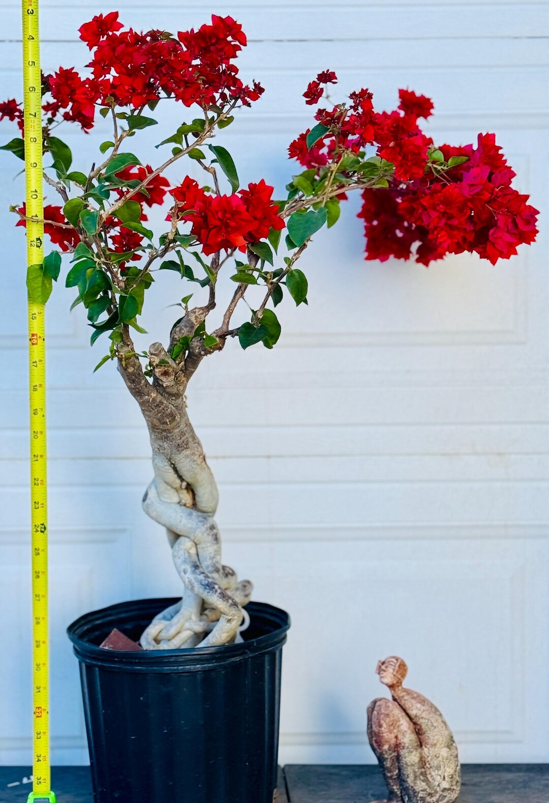 Mahara Deep Red Bougainvillea Bonsai .her Flowers Form in Clusters. - Etsy