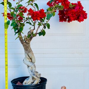 Mahara Deep Red Bougainvillea Bonsai .her Flowers Form in Clusters. - Etsy