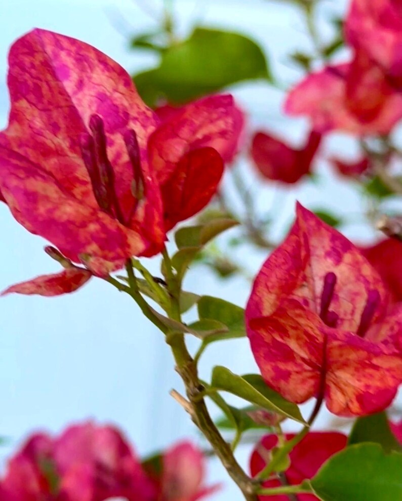 Monolisa Red Bougainvillea Plant: Kristina Exotic Colors - Etsy