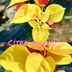 6 Citra Varieties Bougainvillea Colors Grafted in Huge Bonsai Plant. - Etsy