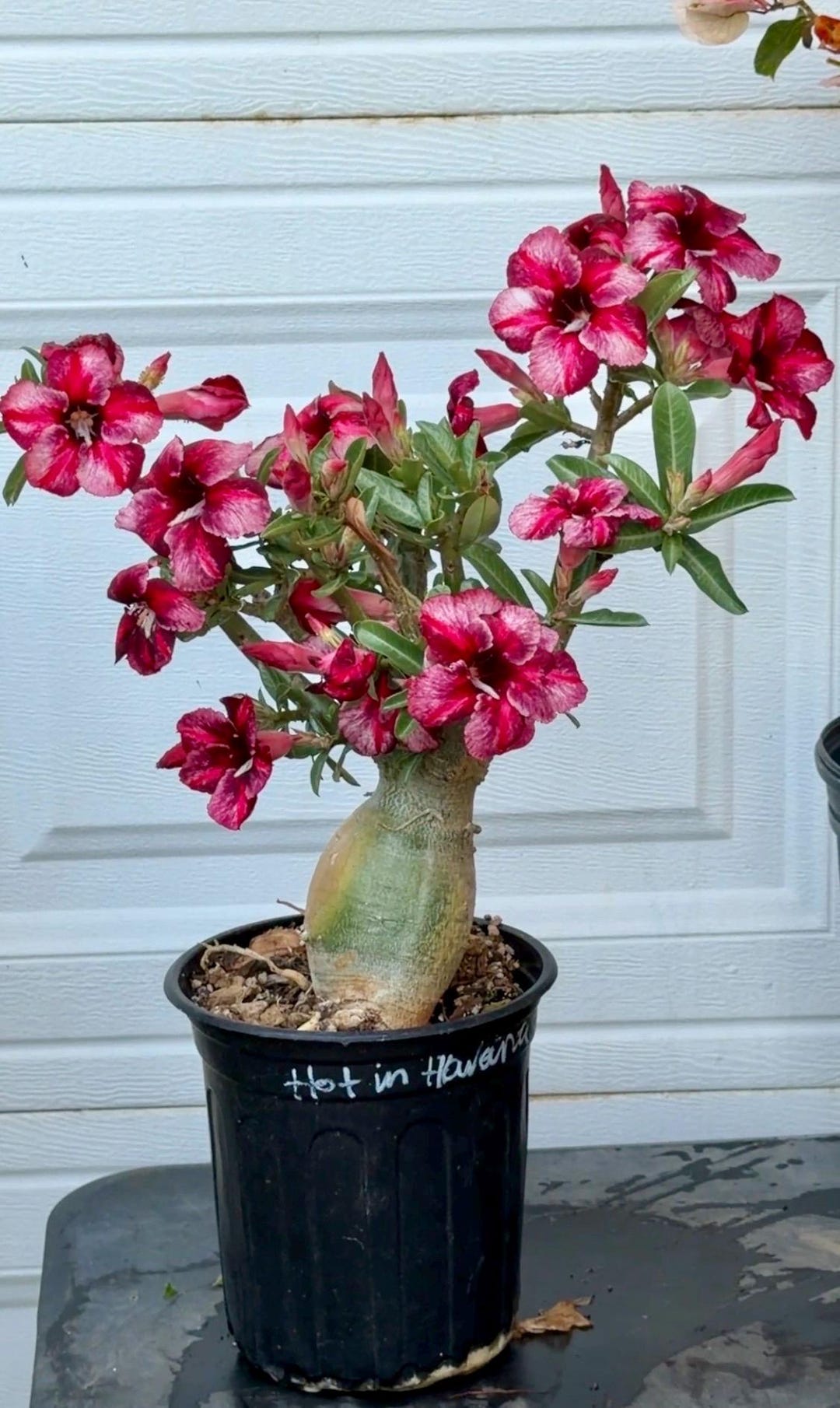 Rare Adenium /desert Rose From Seed. Hot in Havana . - Etsy