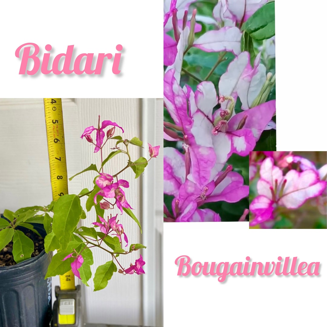 Bidari Bougainvillea Plants. Shes Blooming Now. - Etsy