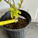 Diamond Oren Bougainvillea Plant - Etsy