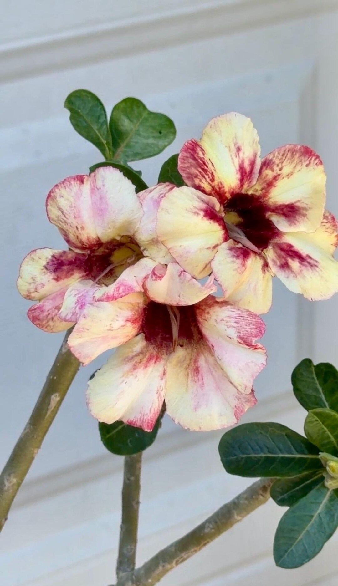 Rare Adenium /desert Rose. - Etsy