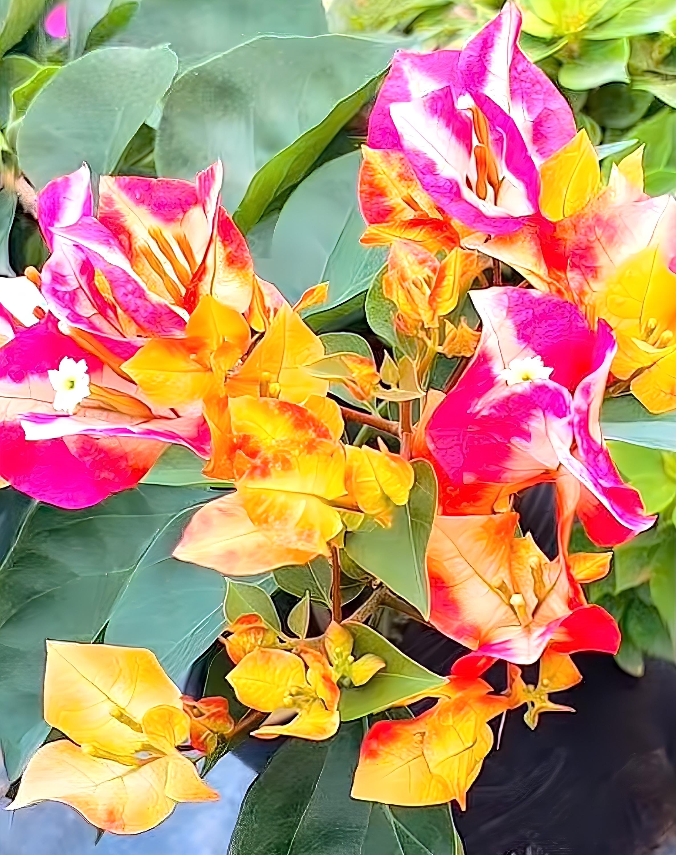 Seven Colors ID Bougainvillea Colors Bonsai. Big Bracts - Etsy