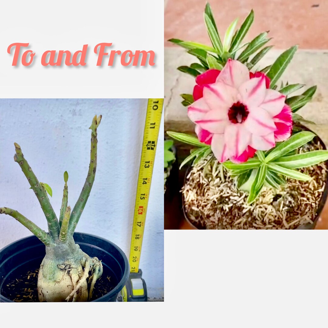 Rare Adenium /Desert Rose from seed - Etsy Portugal