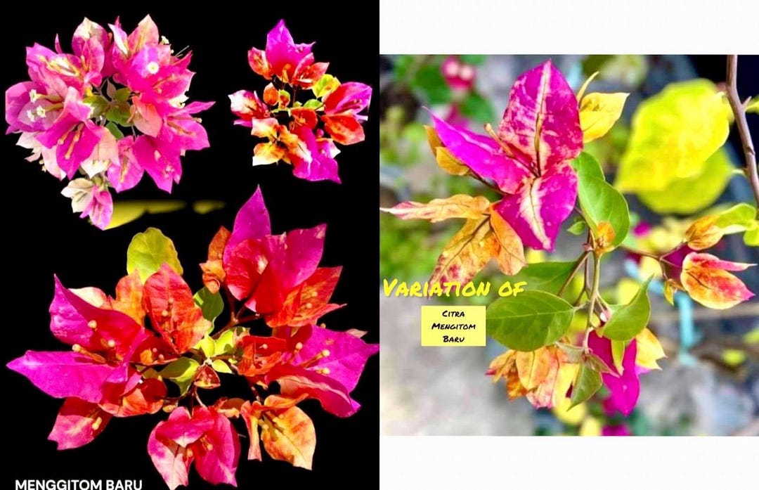 5 Citra Varieties Bougainvillea Colors Grafted in Huge Bonsai Plant. - Etsy