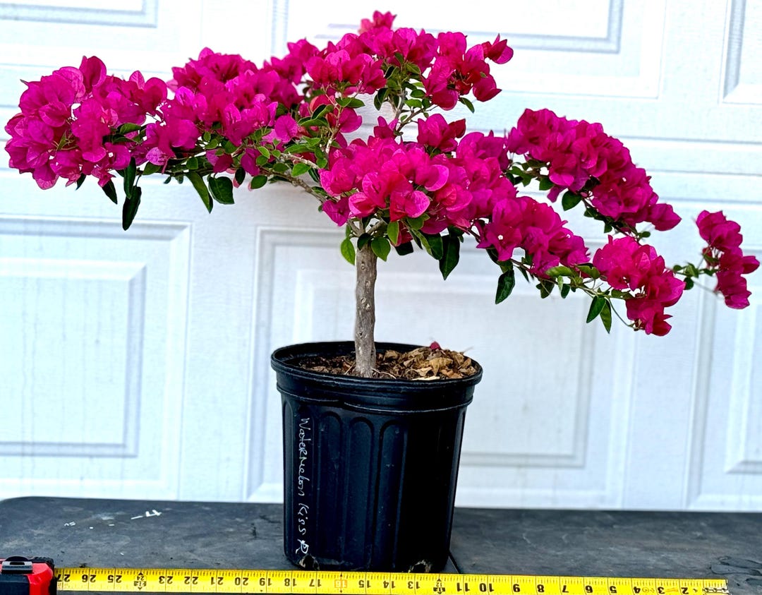 Watermelon Kiss Bougainvillea Plant. Flowering. - Etsy