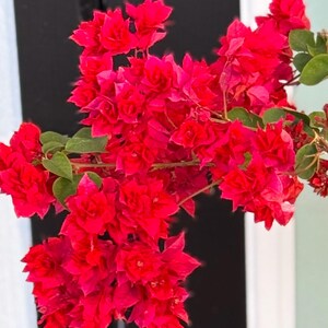 Mahara Deep Red Bougainvillea Bonsai .her Flowers Form in Clusters. - Etsy