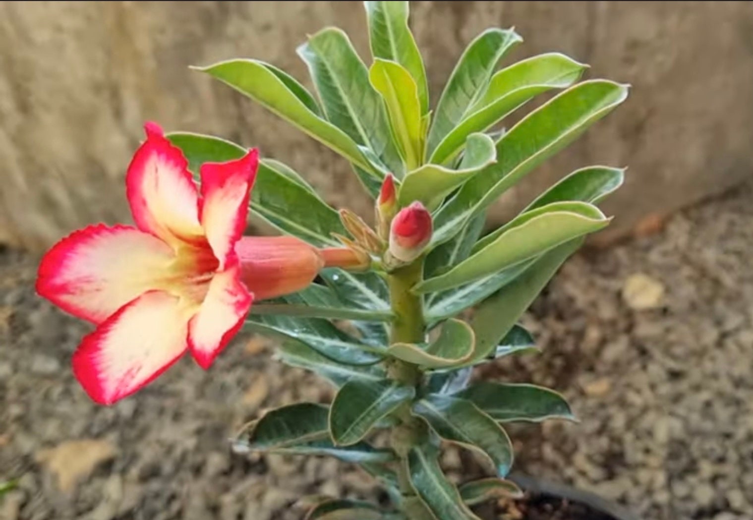 Rare Adenium /desert Rose From Seed - Etsy