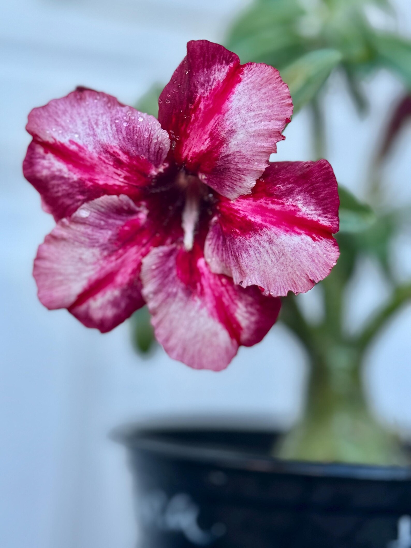 Rare Adenium /desert Rose From Seed - Etsy