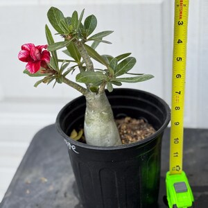 Rare Adenium /desert Rose From Seed - Etsy